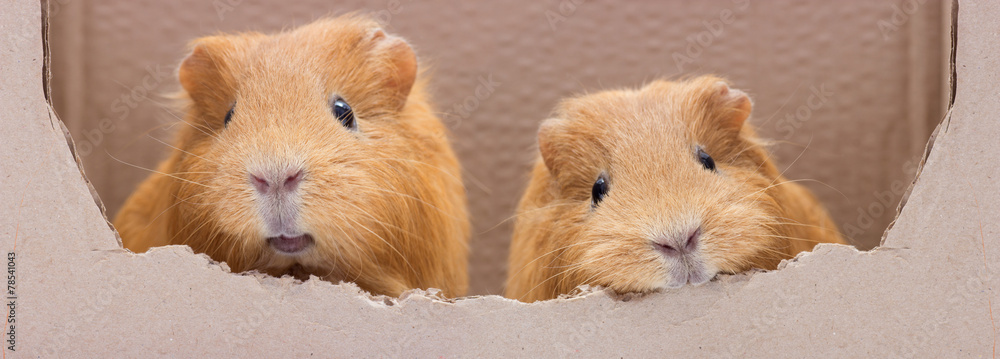 funny rodent Stock Photo | Adobe Stock