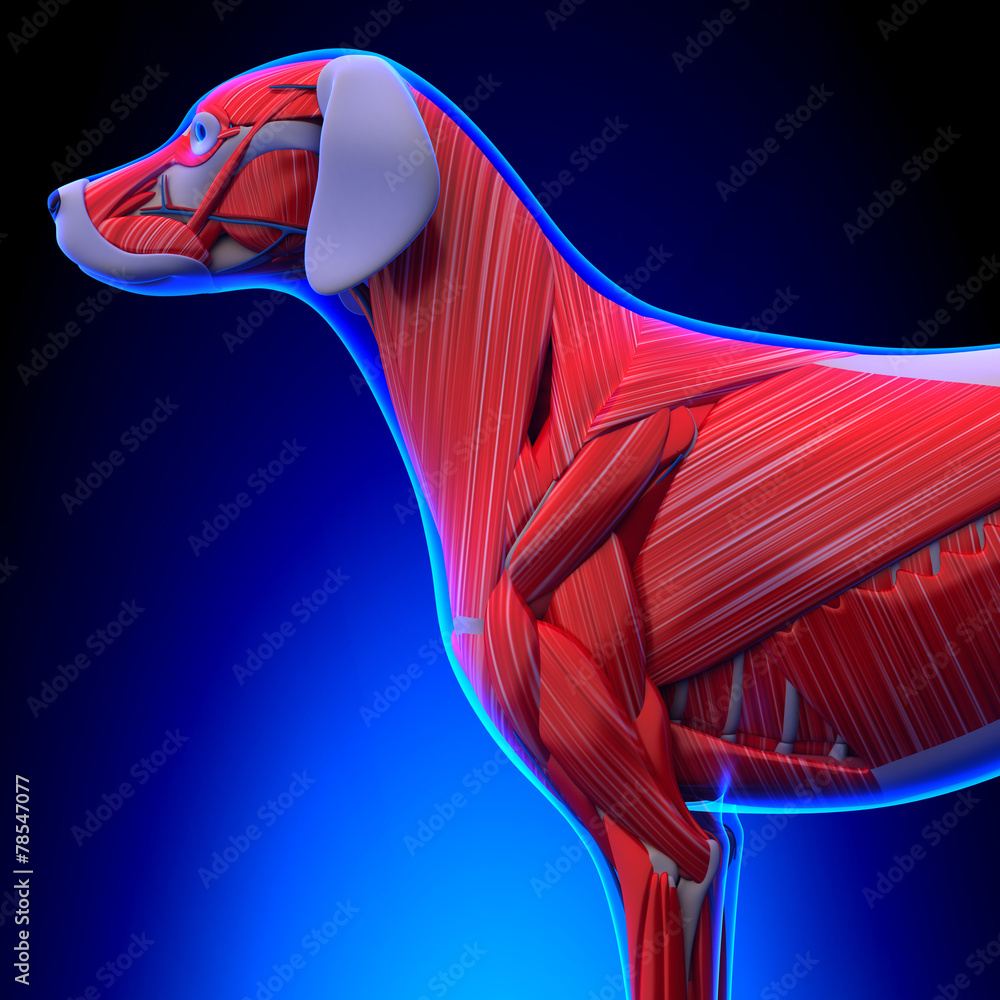 Dog Muscles Anatomy - Anatomy of a Male Dog Muscles Stock Illustration ...