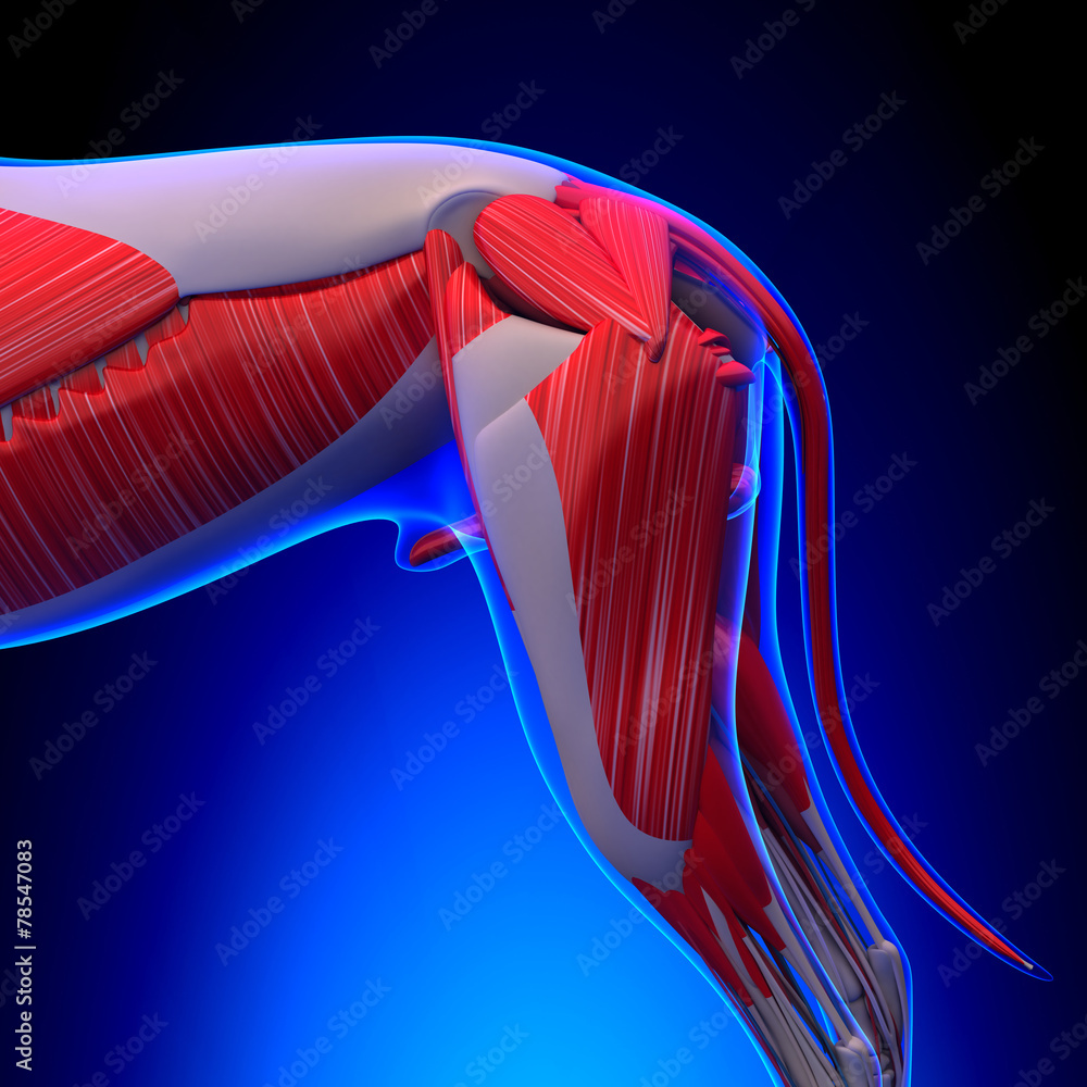 Dog Muscles Anatomy - Anatomy of a Male Dog Muscles Stock Illustration ...