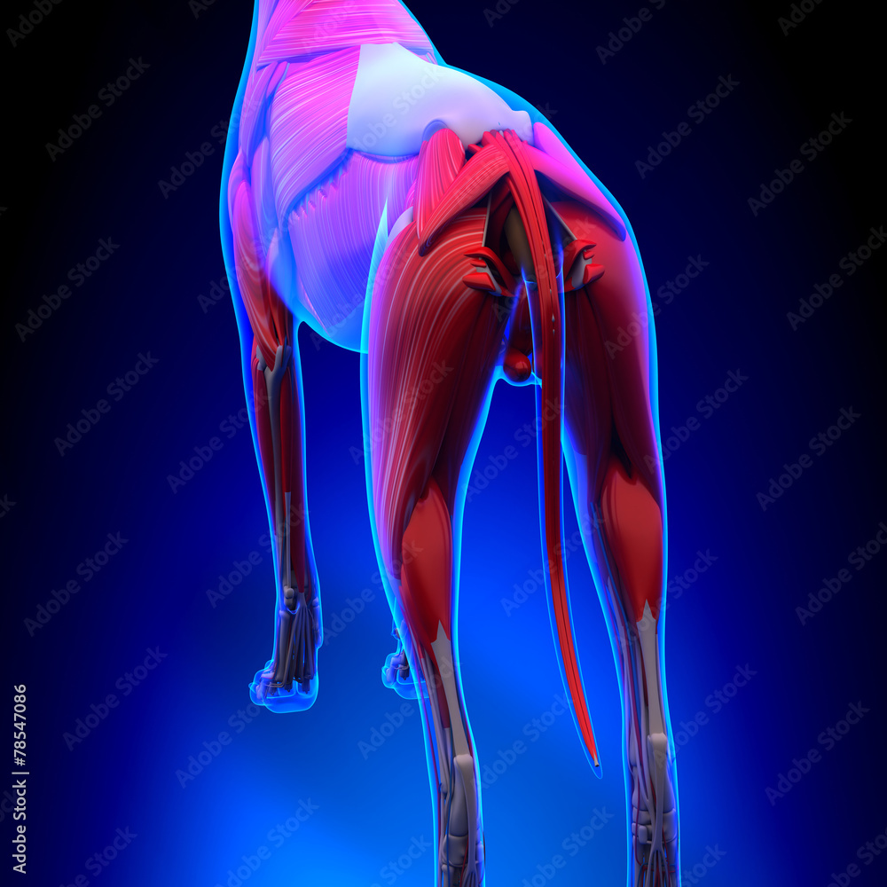 Dog Muscles Anatomy - Anatomy of a Male Dog Muscles Stock Illustration ...