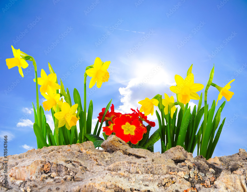 Frühlingsblumen Stock-Foto | Adobe Stock