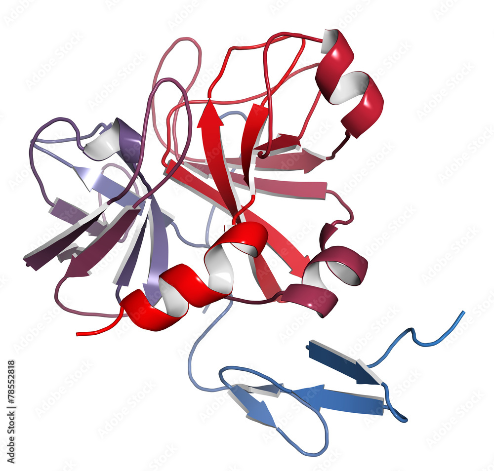 Blood coagulation factor Xa. Plays role in blood clotting. Stock ...