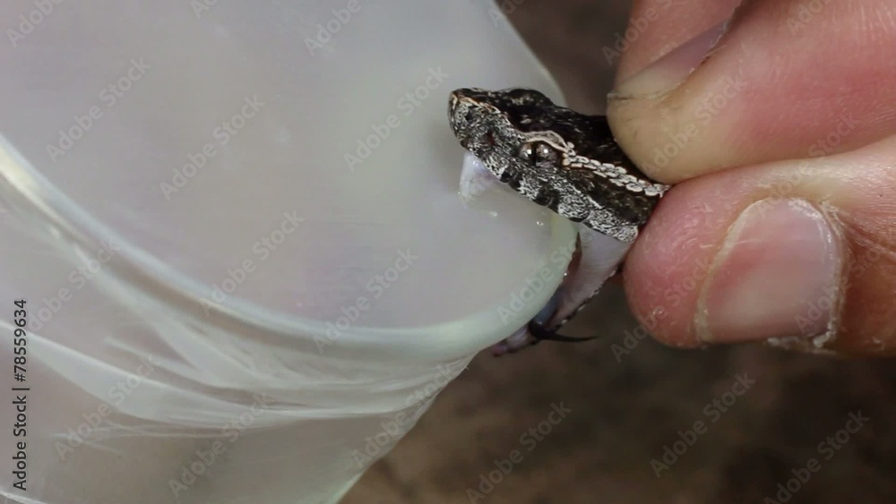 Collecting venom from venomous snake (Bothrops lojanus) Stock ビデオ ...