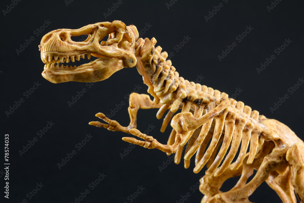 dinosaur Tyrannosaurus T Rex skeleton on black background Stock Photo ...