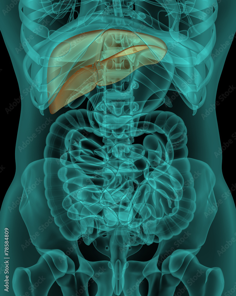 anatomy of human liver with digestive organs Stock Illustration | Adobe ...