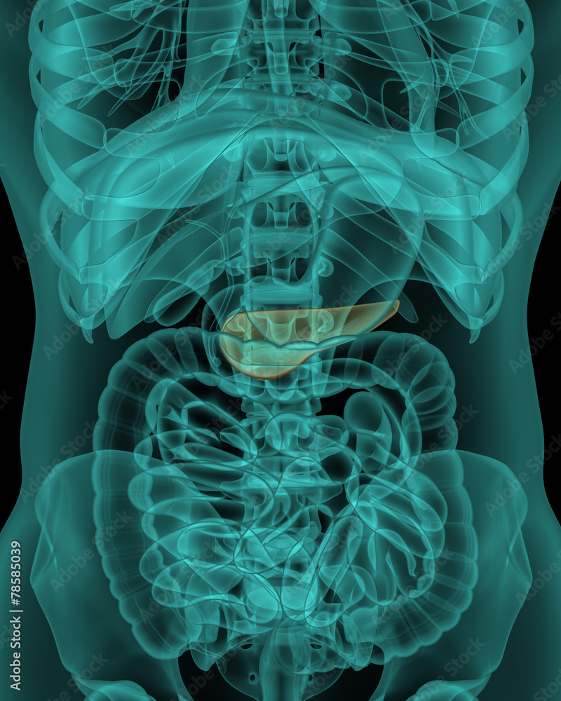 anatomy of human pancreas with digestive organs Stock Illustration ...