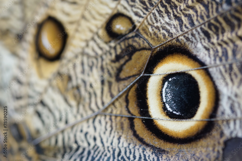 Butterfly Wing Stock Photo | Adobe Stock