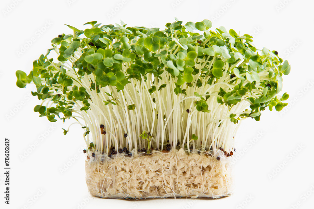 Cress with roots isolated on white background Stock Photo | Adobe Stock