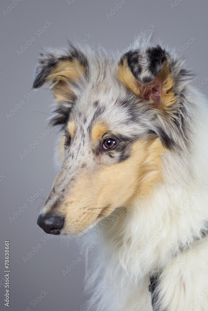 Baby Collies