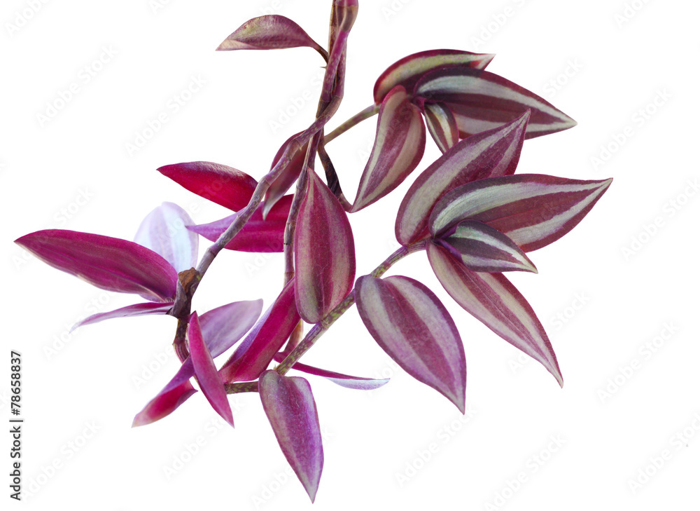 Wandering Jew Plant Stock Photo | Adobe Stock