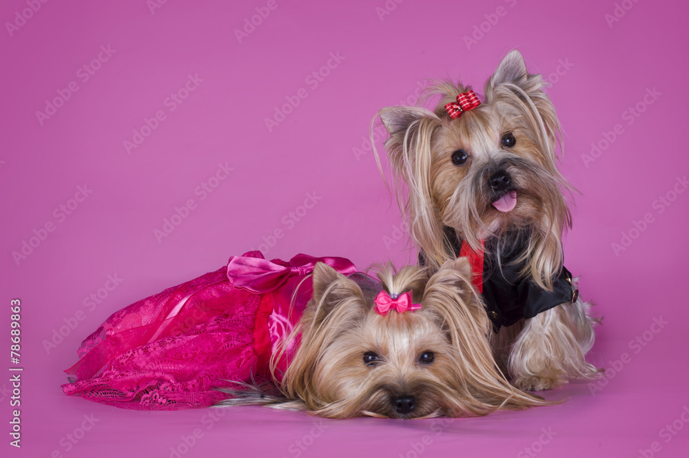 Yorkies In Clothes