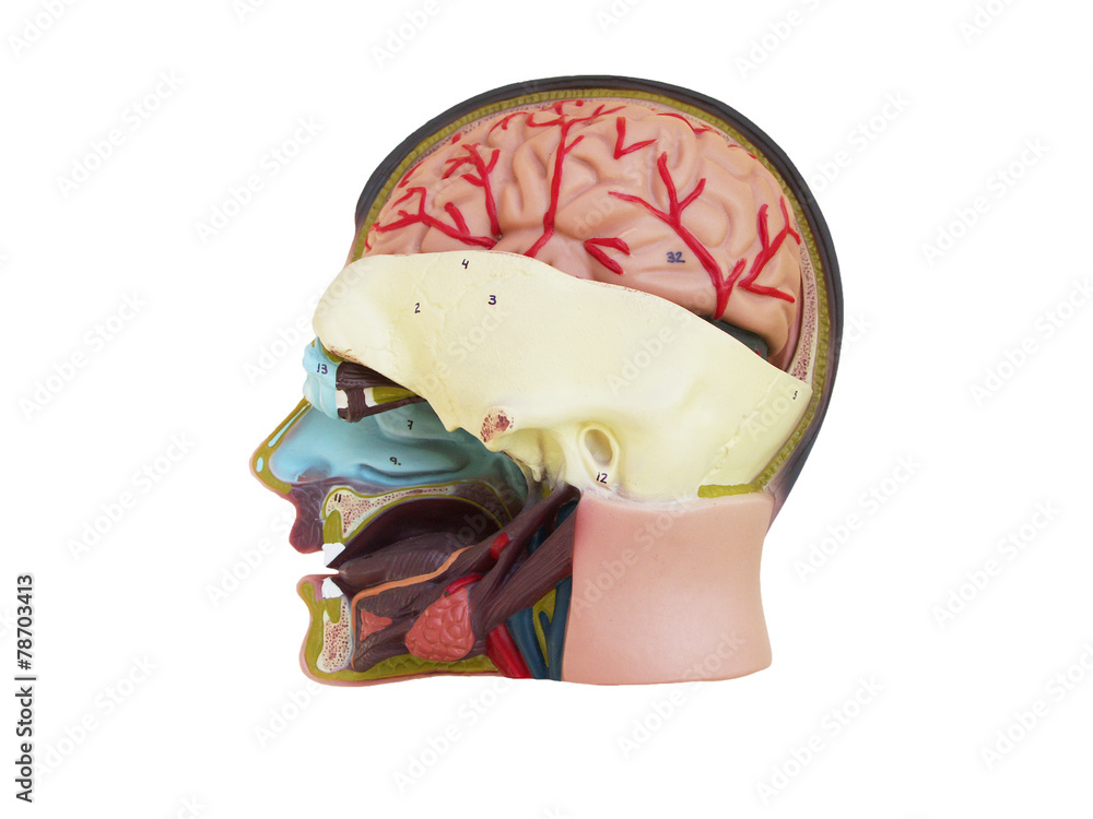 corps humain - tête Photos | Adobe Stock