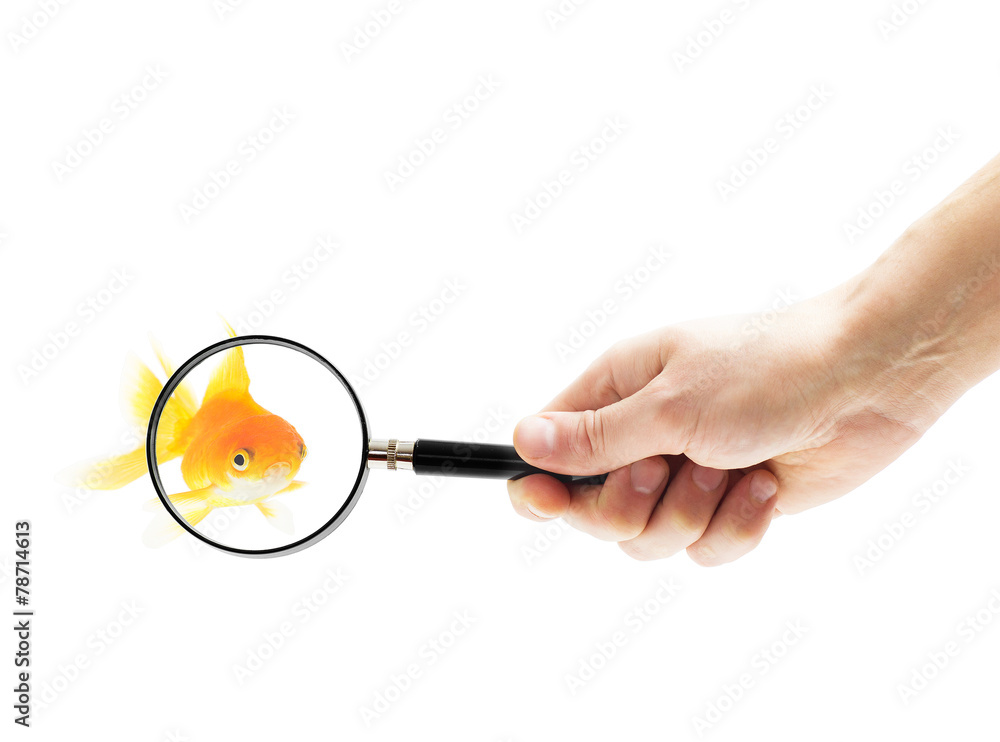 goldfish under a magnifying glass isolated on white background Stock ...