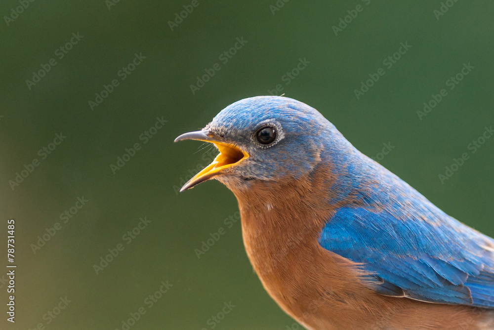 Poster Close up of a male eastern bluebird with open mouth – Wall Art ...