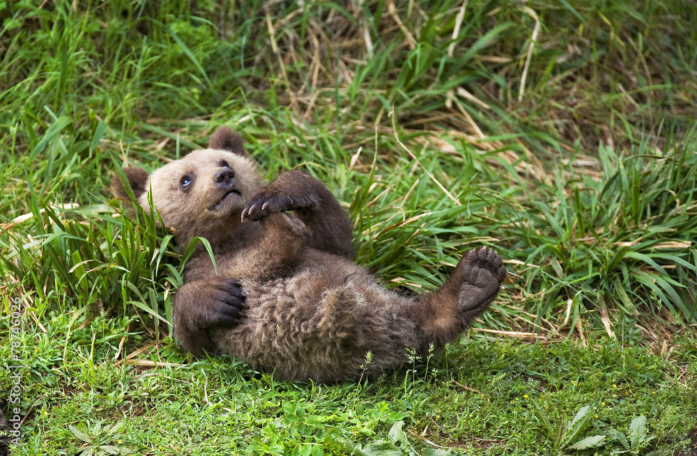 Oso pardo - Brown bear Stock Photo | Adobe Stock