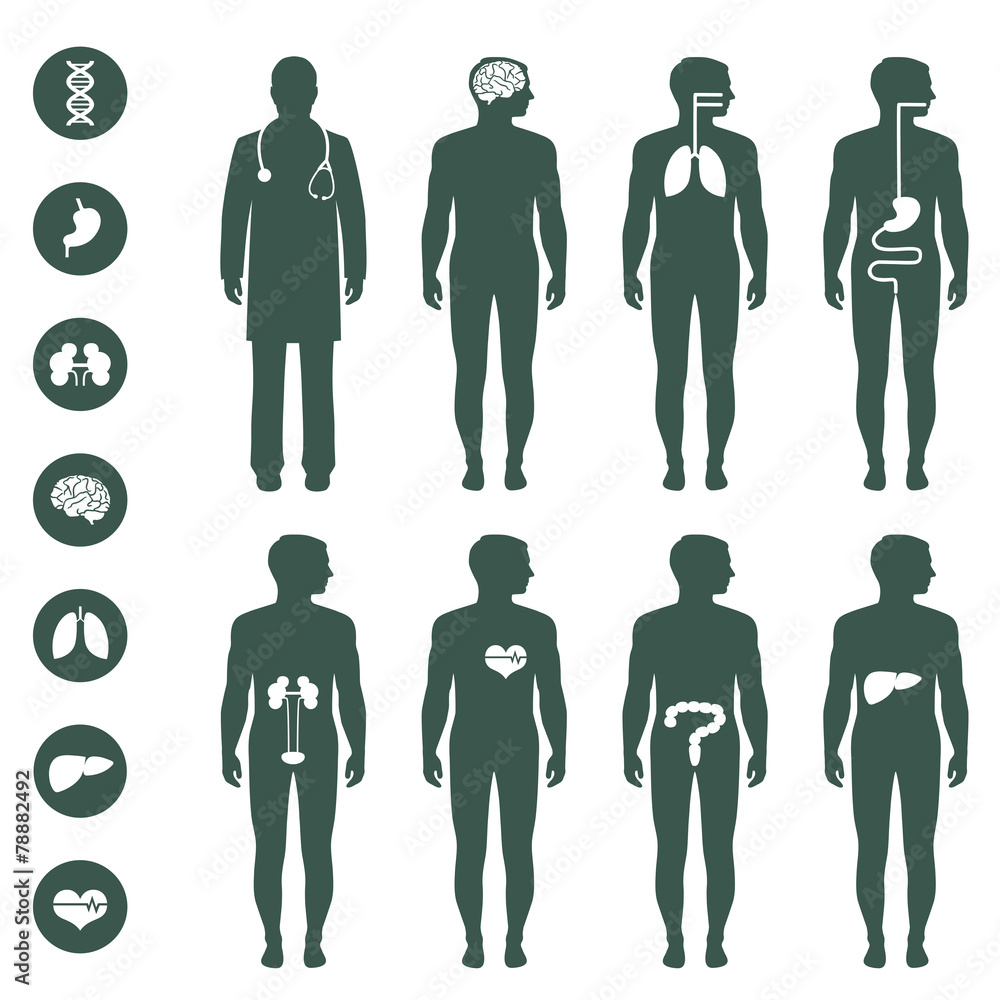 human body anatomy, vector medical organs icon, Stock Vector | Adobe Stock