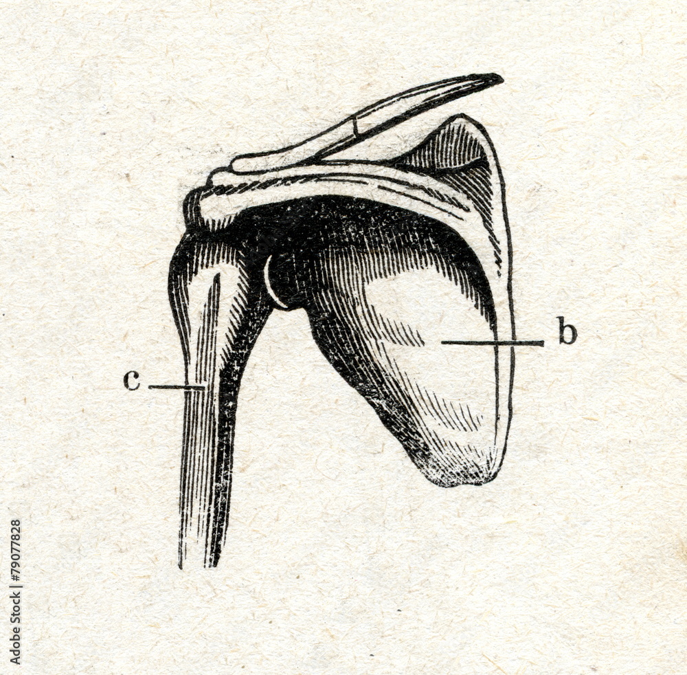 Scapula Stock Photo | Adobe Stock