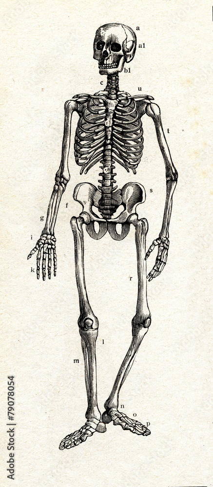 Human skeleton Stock Photo | Adobe Stock
