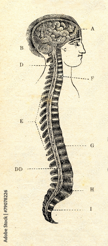 Brain And Spinal Cord Drawing
