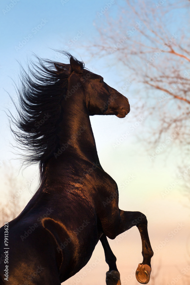 Black Horse Rearing In Sunset
