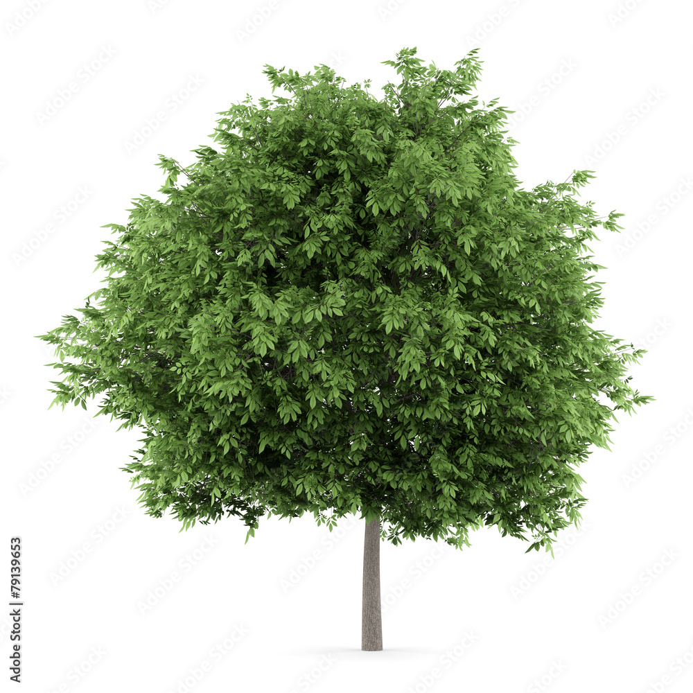 common walnut tree isolated on white background Stock Illustration ...