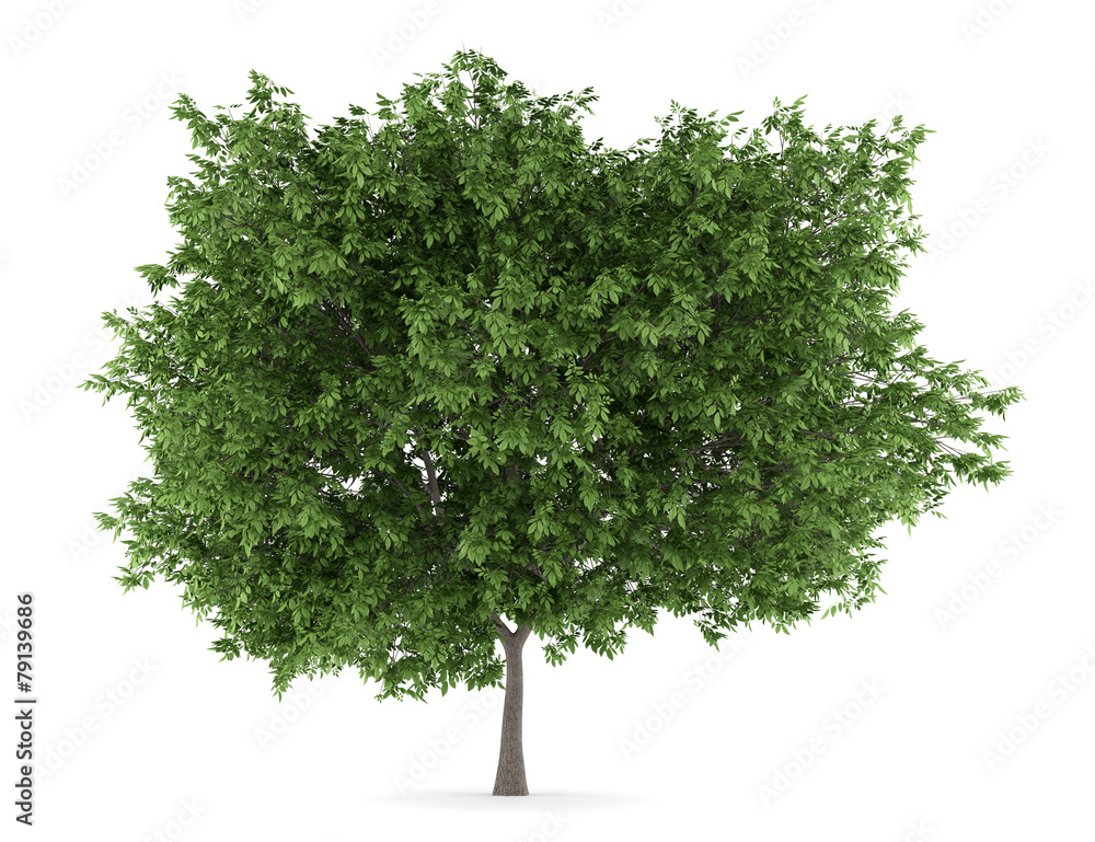 common walnut tree isolated on white background Stock Illustration ...