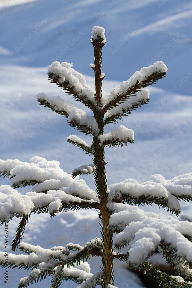 Tannenbaum - fir tree in winter Stock-Foto | Adobe Stock