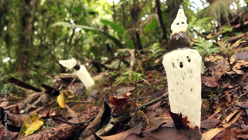 Strangled Stinkhorn (Staheliomyces cinctus), Ecuador Stock Video ...