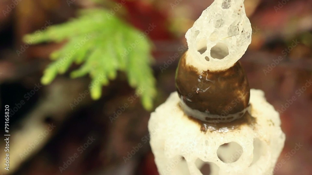 Vidéo Stock Strangled Stinkhorn (Staheliomyces cinctus), Ecuador ...
