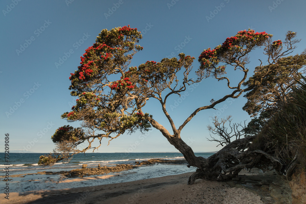 Pohutukawa tree growing above beach in New Zealand Stock Photo | Adobe ...