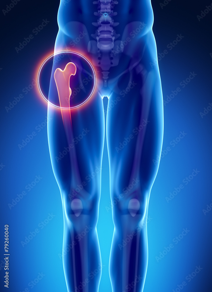 Male bone anatomy femur Stock Illustration | Adobe Stock