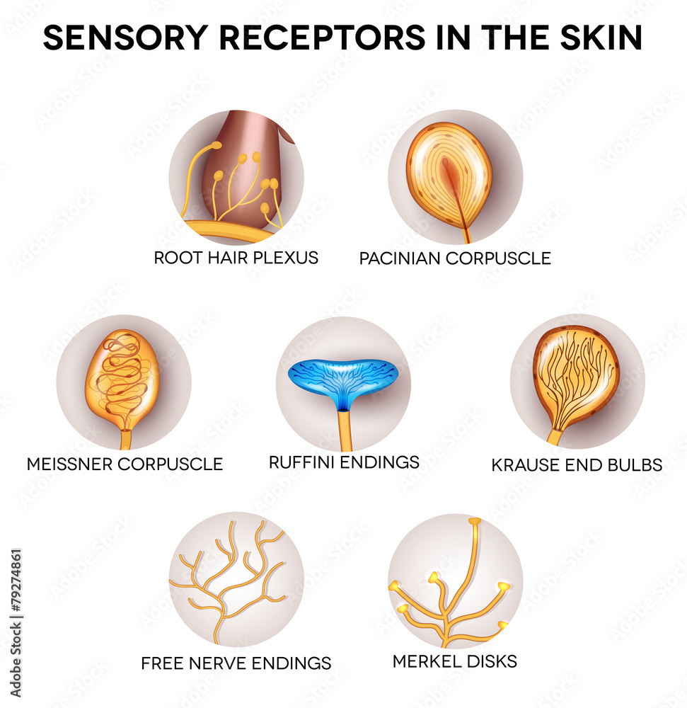 Sensory receptors in the skin Stock Vector | Adobe Stock