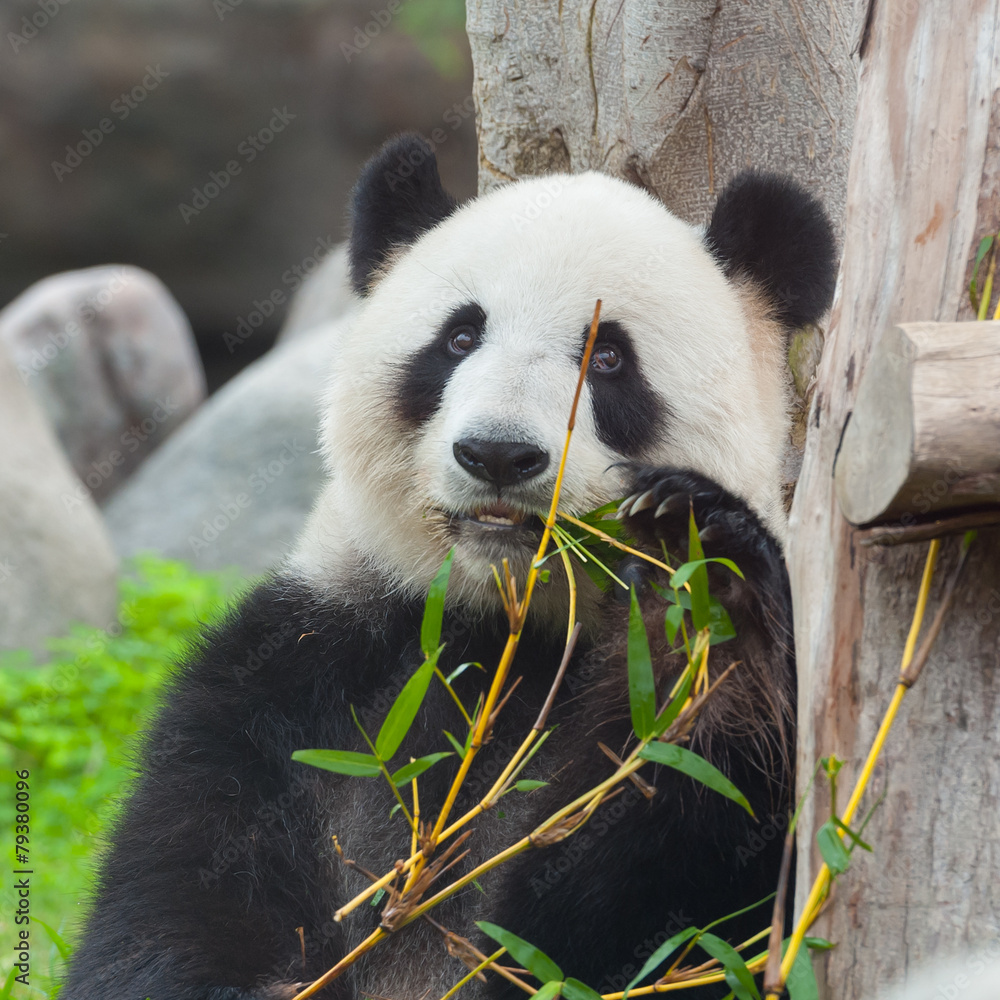 Panda bear eating bamboo Stock Photo | Adobe Stock
