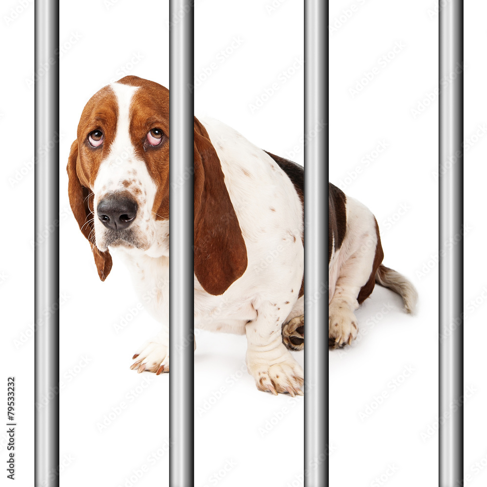 Sad Dog Behind Bars Stock Photo | Adobe Stock