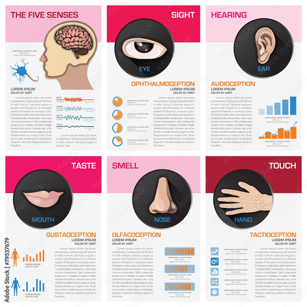 The Five Senses Chart Diagram Infographic Stock Vector | Adobe Stock
