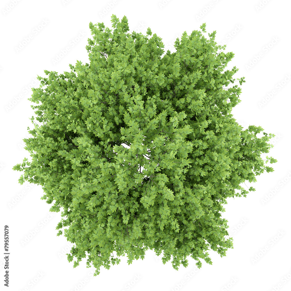 top view of london plane tree isolated on white background Stock Photo ...