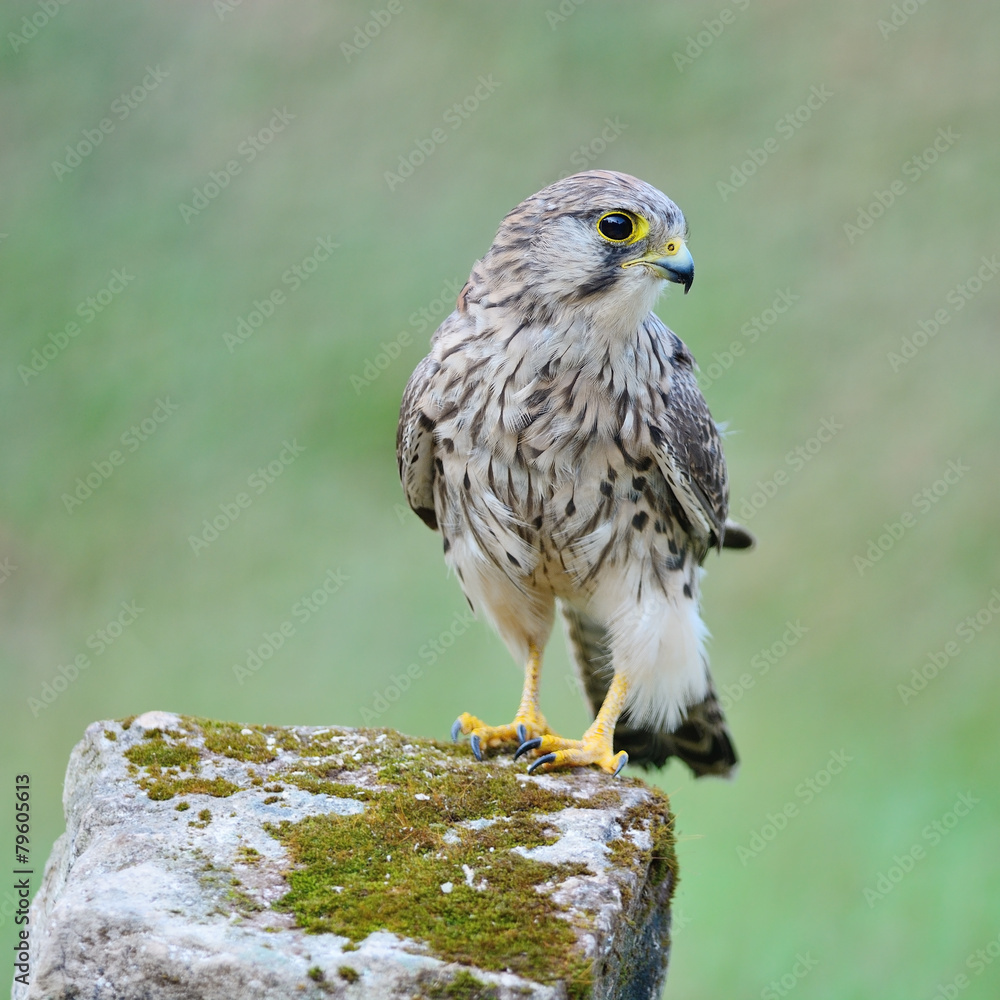 female Common Kestrel Stock Photo | Adobe Stock