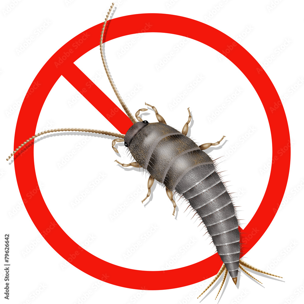 Silverfish, fishmoth, lepisma saccharina Stock Illustration | Adobe Stock