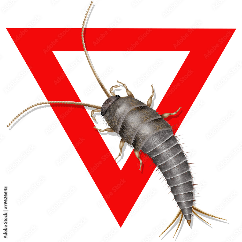 Silverfish, fishmoth, lepisma saccharina Stock Illustration | Adobe Stock