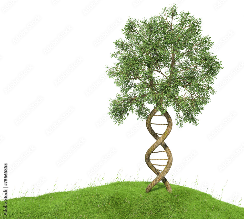 DNA shaped tree with trunks forming the double helix Stock Illustration ...
