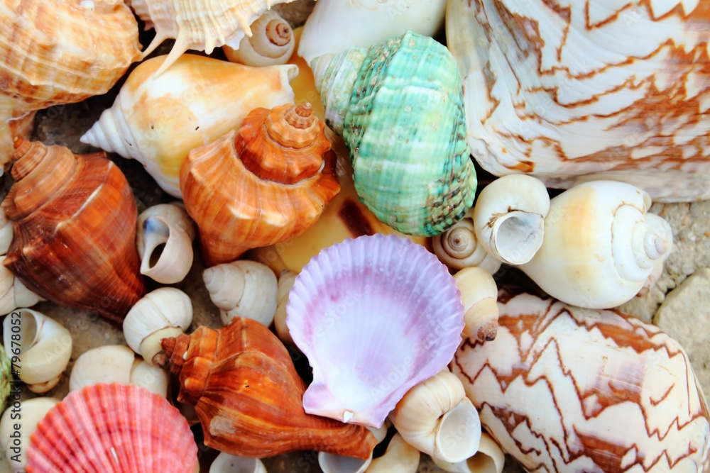 color shells Stock Photo | Adobe Stock