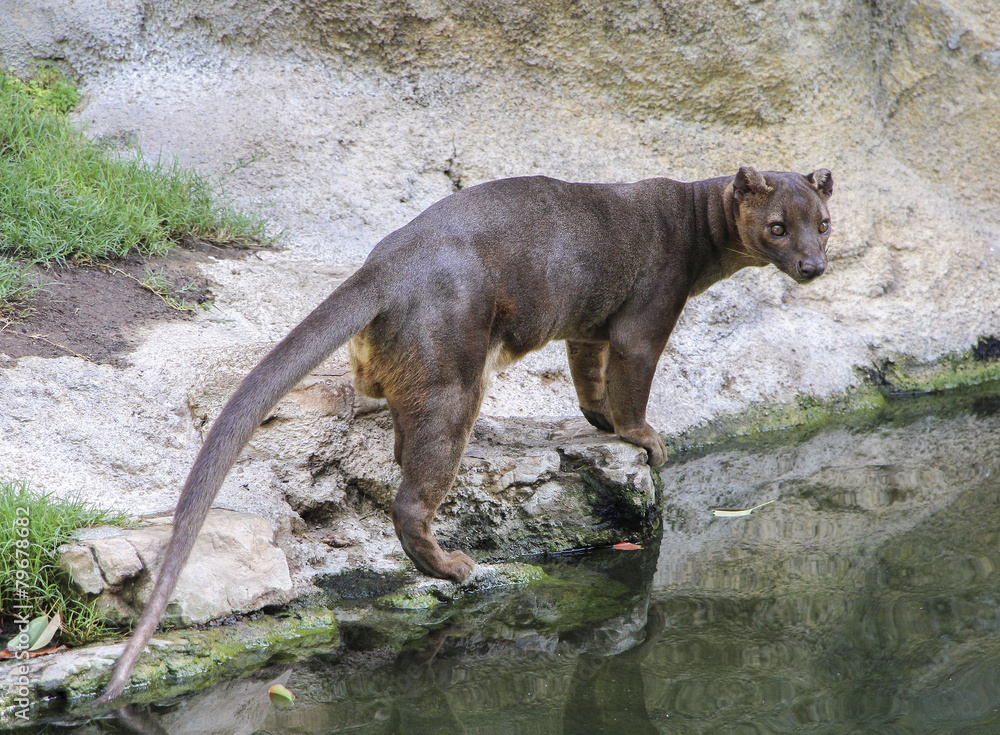 Hunting fossa Stock-Foto | Adobe Stock