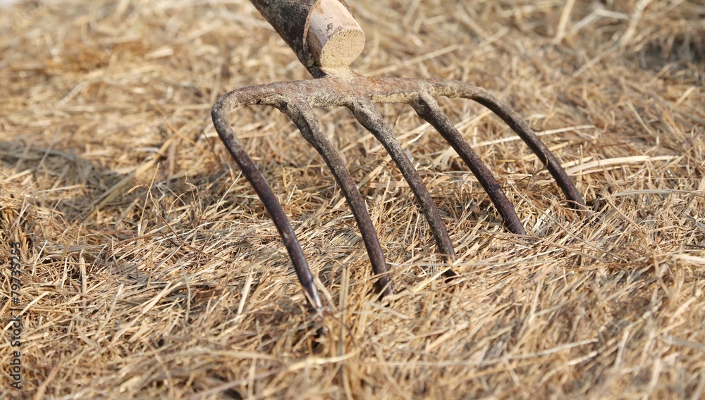Pitchfork Hay