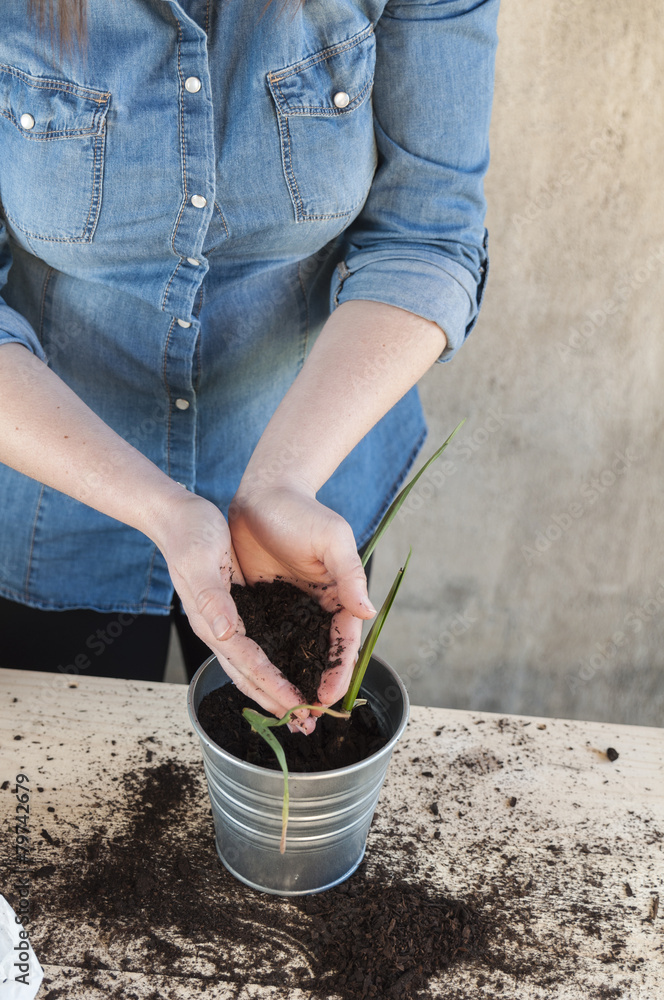 Woman taking soil to fill a potted plant Stock Photo | Adobe Stock