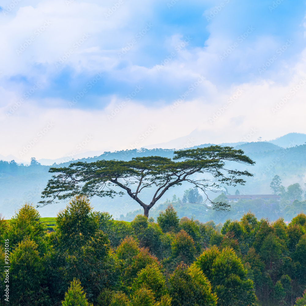 beautiful indian landscape with a trees and mountains in a pre-d Stock ...