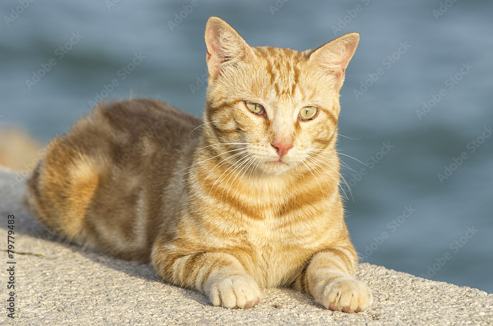 Gato pardo tumbado - Brown cat lying Stock Photo | Adobe Stock