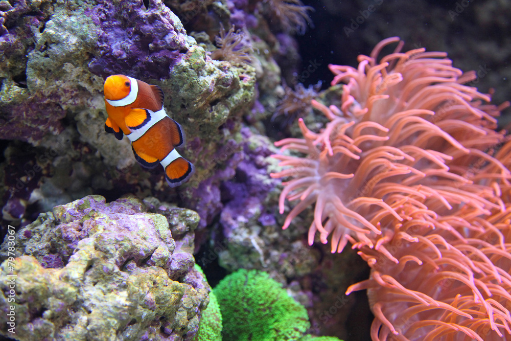 pez payaso aquarium lisboa 8829-f15 Stock Photo | Adobe Stock
