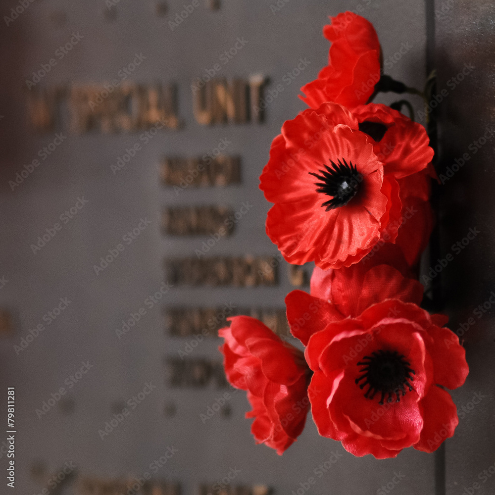 Red poppy to honour veterans in the World War Stock Photo | Adobe Stock