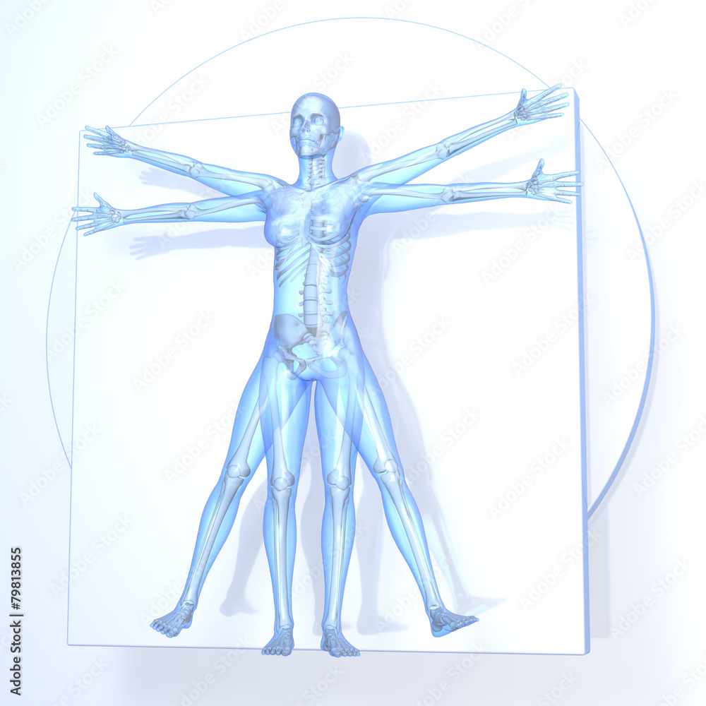 Da Vinci Vitruvian Man, Woman, transparent Stock Illustration | Adobe Stock