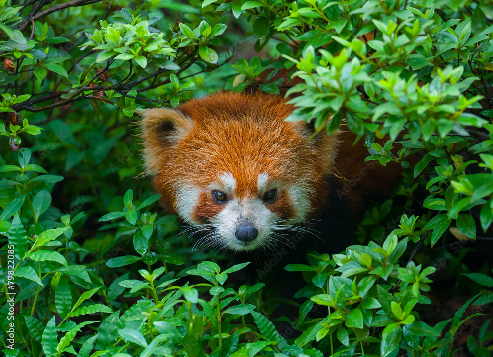 Red panda hiding Stock Photo | Adobe Stock